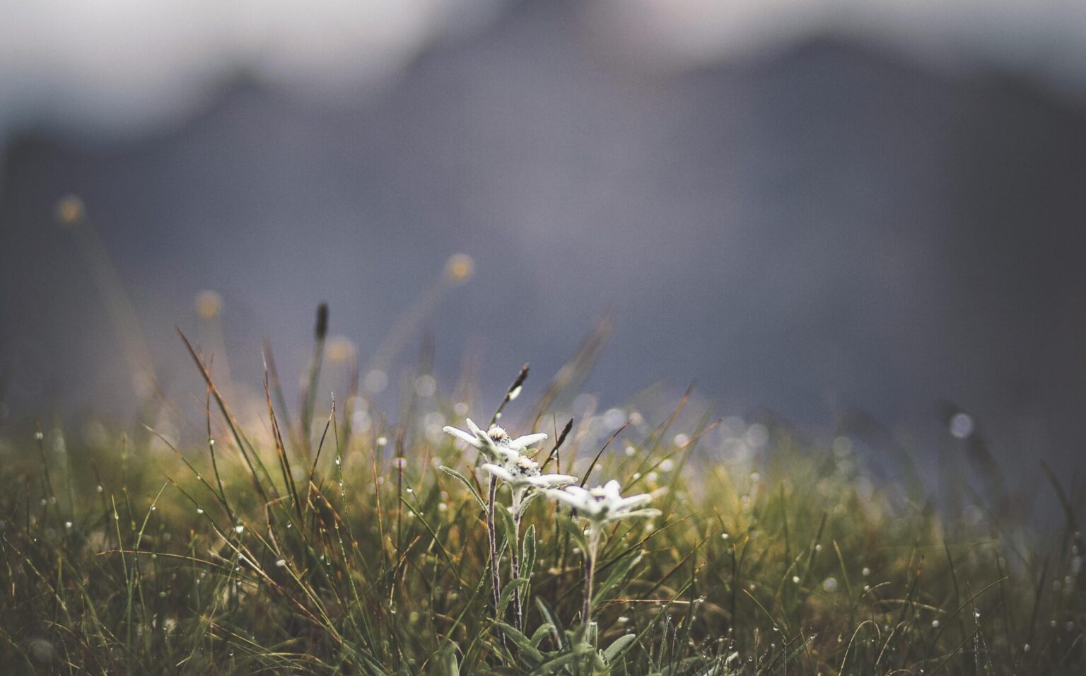 Alpine Flora of Banff: Analysis of Diversity, Dynamics, and ...